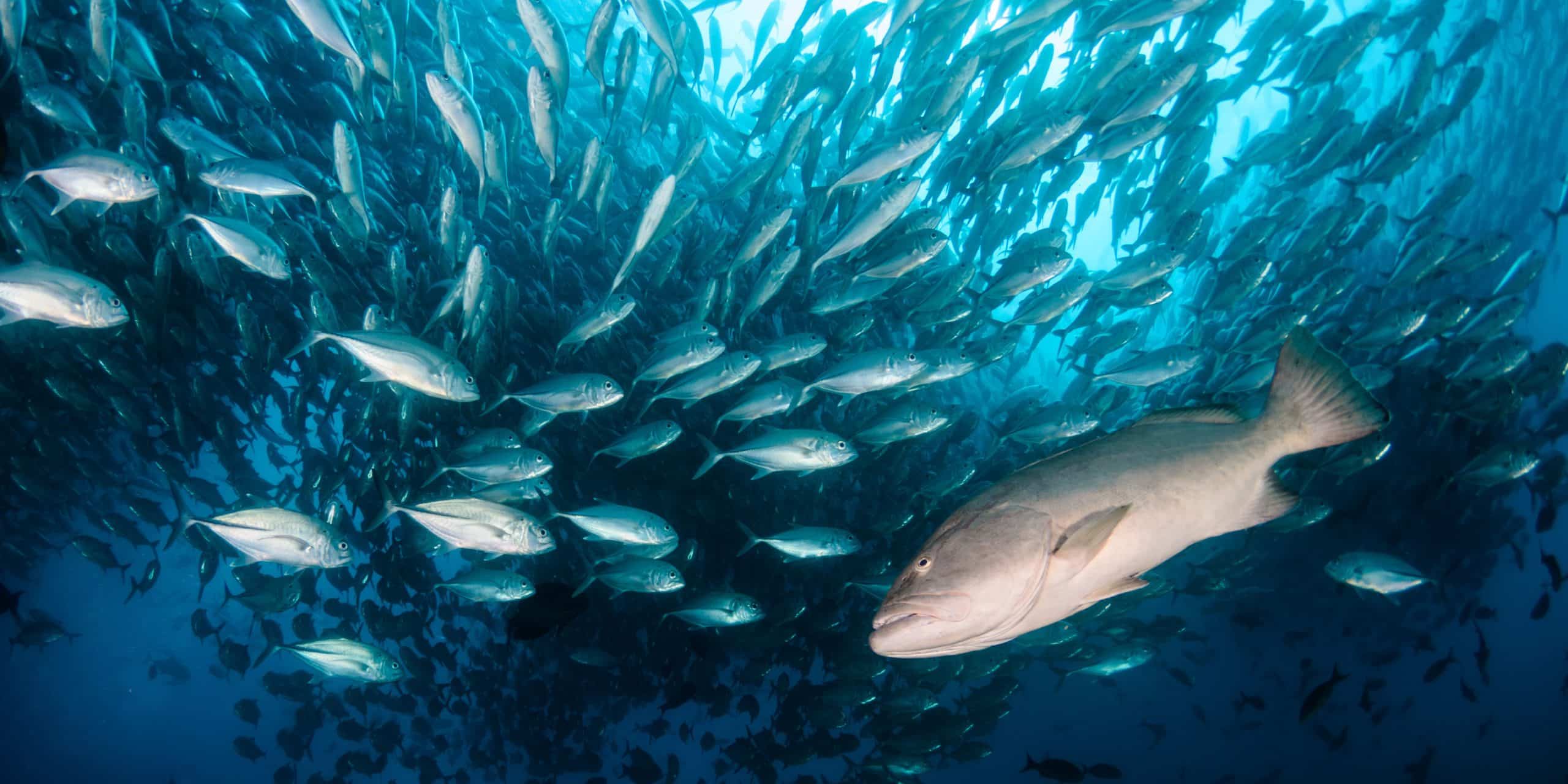 Exploring the Marine Life of the Andaman Islands - Andaman Game Fishing